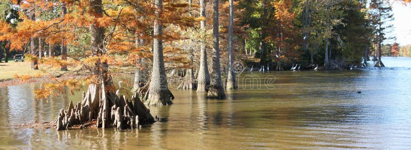 Stumpy Lake in Autumn stock photo. Image of trees, brown - 11563340