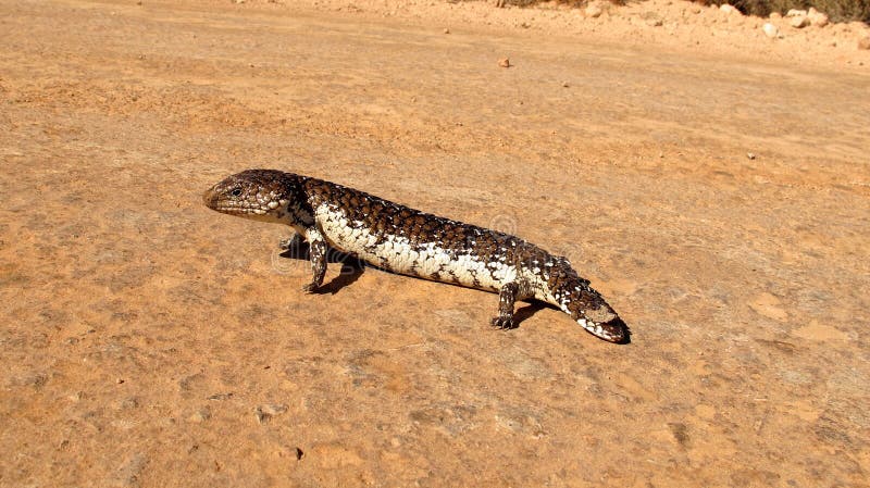 Stumpy tailed lizard stock photo. Image of fauna, forest - 65775188