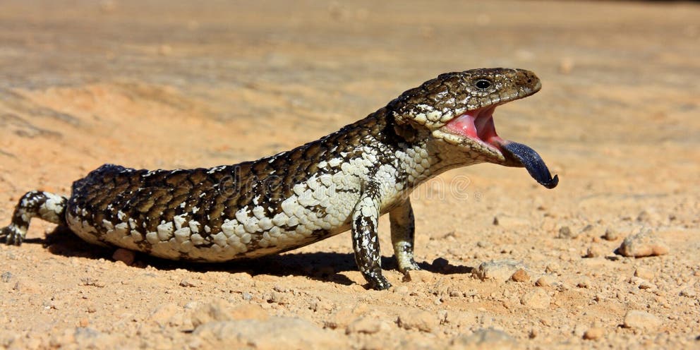 Stumpy tailed lizard stock photo. Image of blue, bite - 65775230