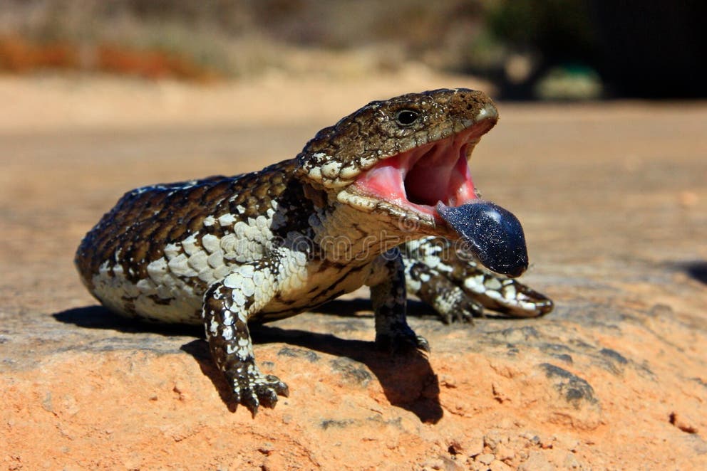 Stumpy tailed lizard stock photo. Image of australia - 65775270