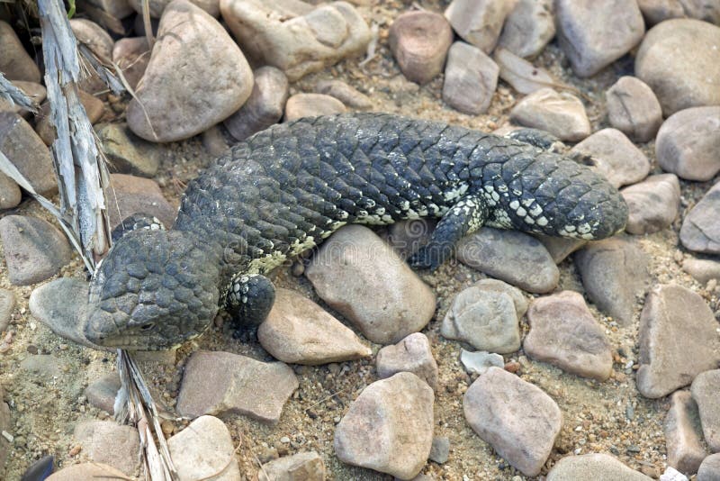 Stumpy Tailed Lizard or Shingleback Lizard Stock Photo - Image of ...