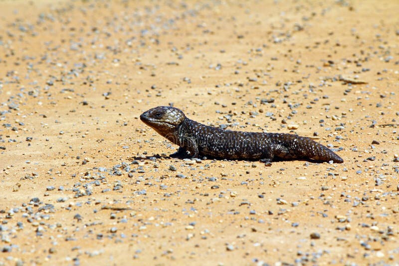 Stumpy Tailed Lizards (Tiliqua Rugosa) Abound in Rural Australia Stock ...