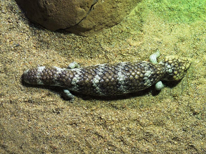 Stumpy Tailed Lizards (Tiliqua Rugosa) Abound in Rural Australia Stock ...