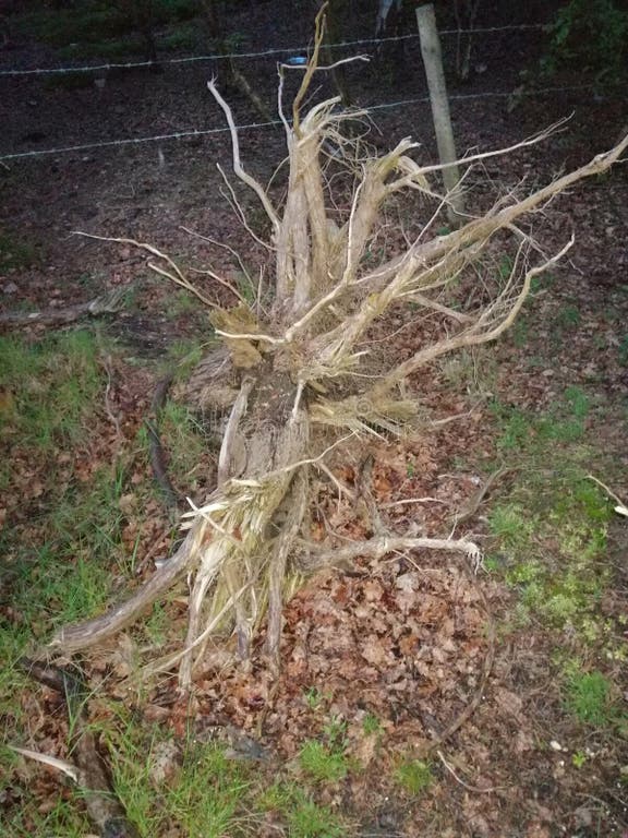 Stumpy stock image. Image of woodland, face, stumpy - 147389993