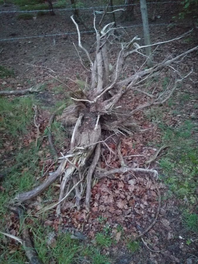 520 Tree Stumpy Stock Photos - Free & Royalty-Free Stock Photos from ...