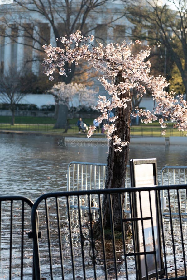 Stumpy, the Viral Social Media Cherry Blossom Tree, during Its Final ...
