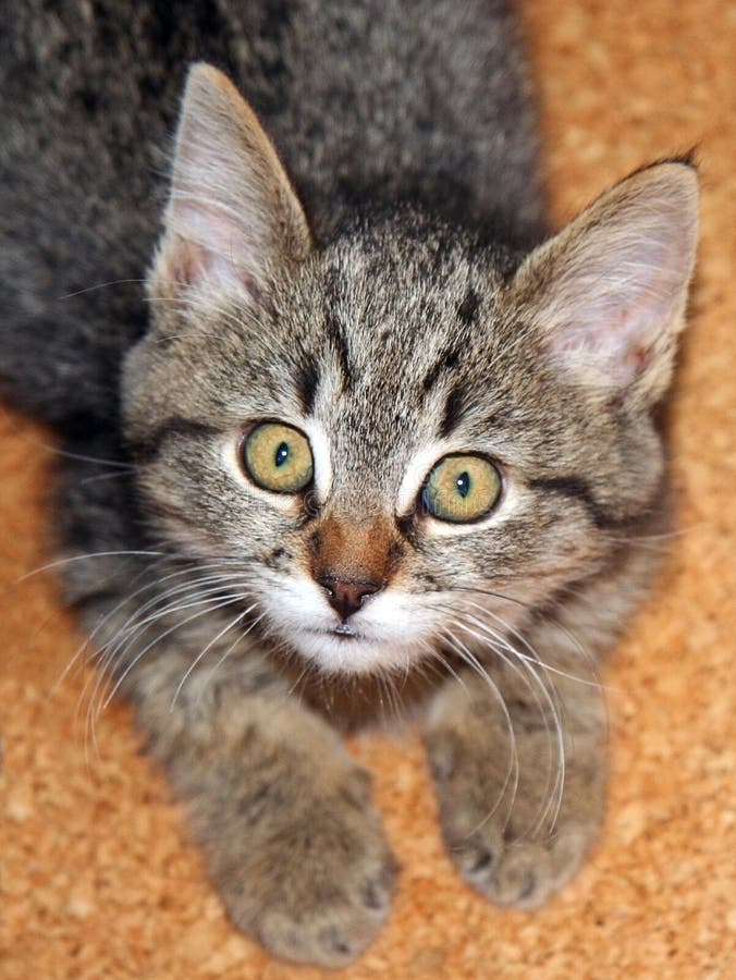 Shocked kitty stock photo. Image of colorful, kitty, animal - 3080952