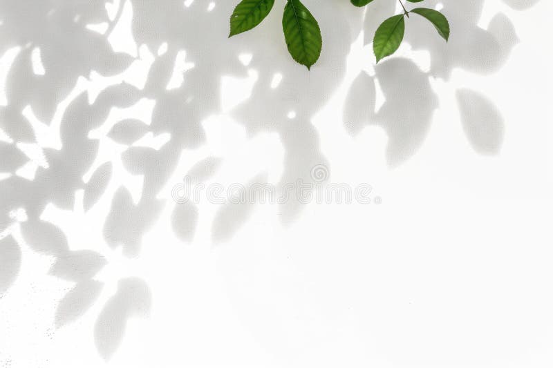 Neutral Abstract: Tree Leaf Shadows on White Wall with Blurred ...