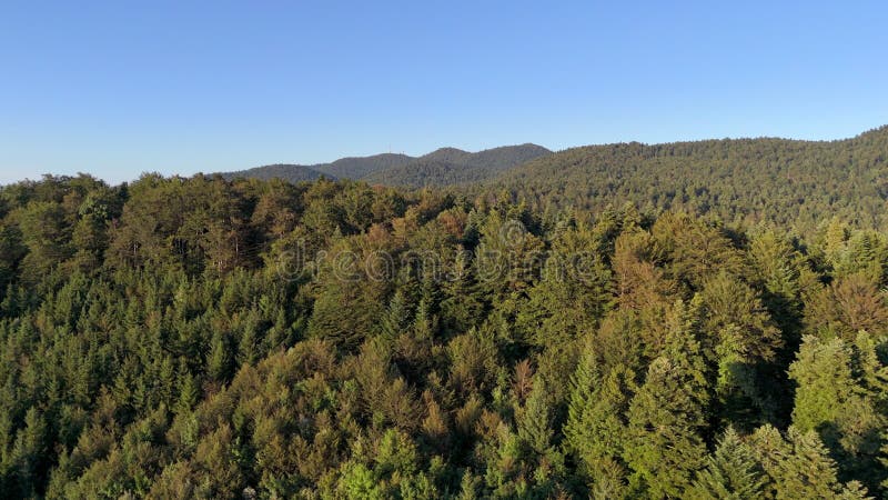 Aerial View of Dense Forest and Distant Hills Under Clear Blue Sky ...