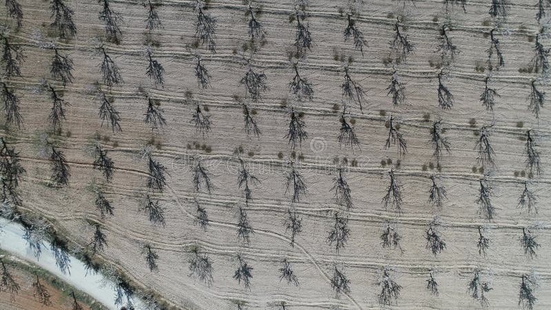 Aerial View of a Plantation of Symmetrical Almond Trees with Projected ...
