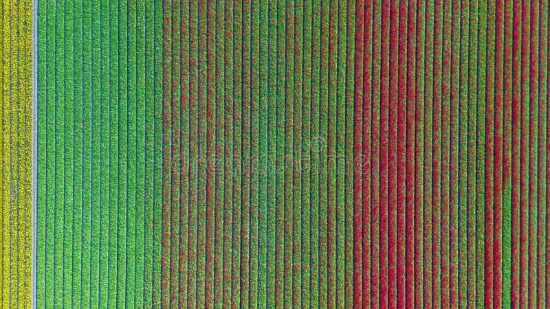 A Stunning Aerial View of Tulip Fields in Bloom, with Perfectly Aligned ...
