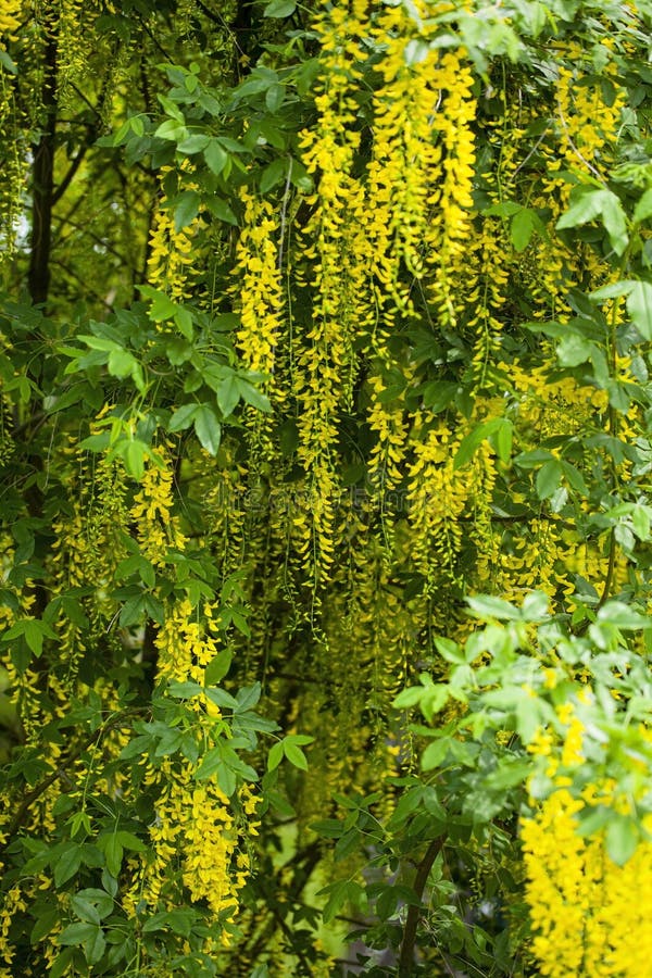 A Stunning Alpine Laburnum in Bloom in the Garden Stock Image - Image ...