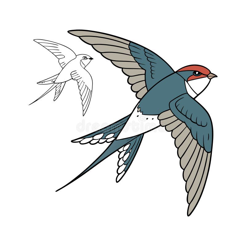 Stunning Alpine Swift Bird Design Stock Illustration - Illustration of ...