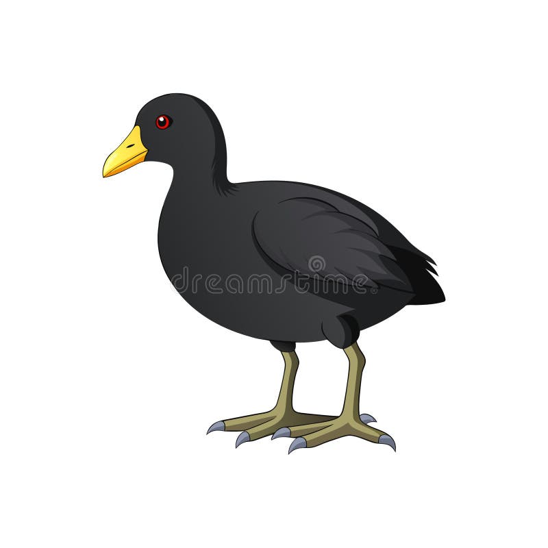 Stunning American Coot Bird Representation Stock Photo - Illustration ...