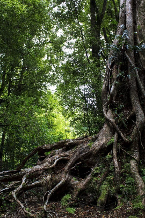 Giant tree trunk and roots stock photo. Image of roots - 110953132