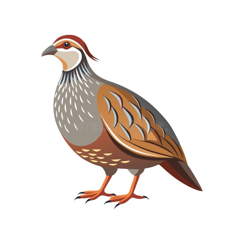 Stunning Arabian Partridge Bird Colorful Illustration Stock ...