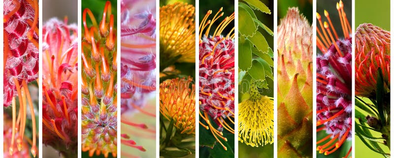 Stunning Australian Native Plants Set Stock Photo - Image of tropical ...