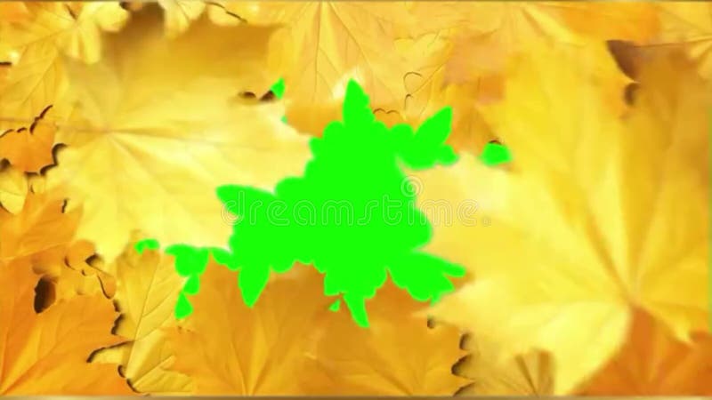 Stunning Autumn Maple Leaves Falling Animation with Green Screen ...