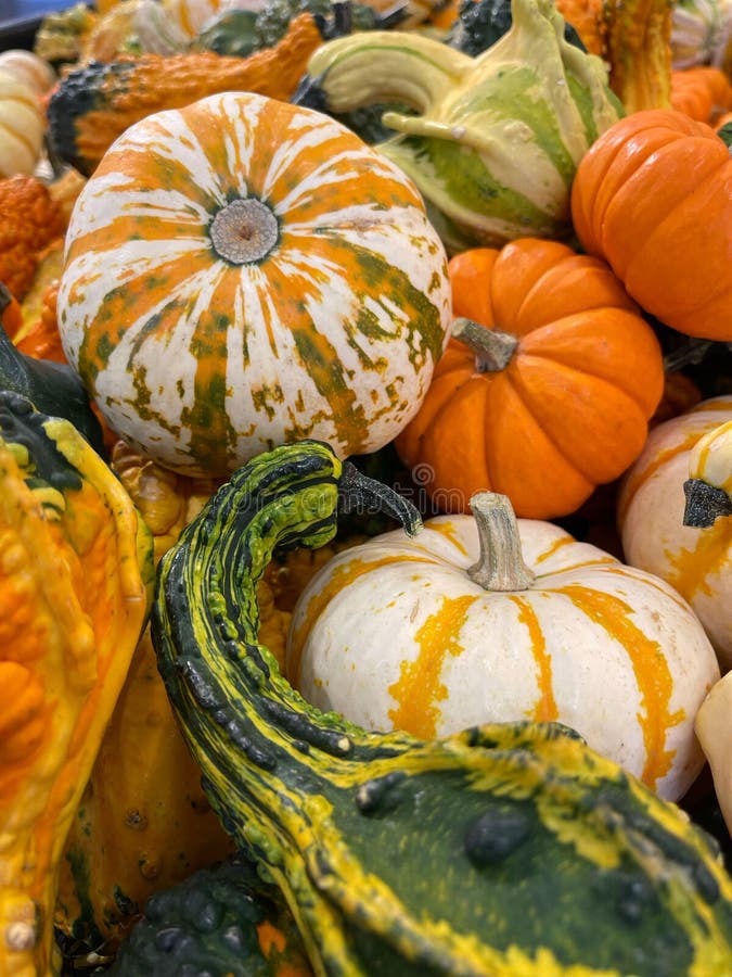 Stunning Autumnal Selection of Vibrant Pumpkins Piled Together on the ...
