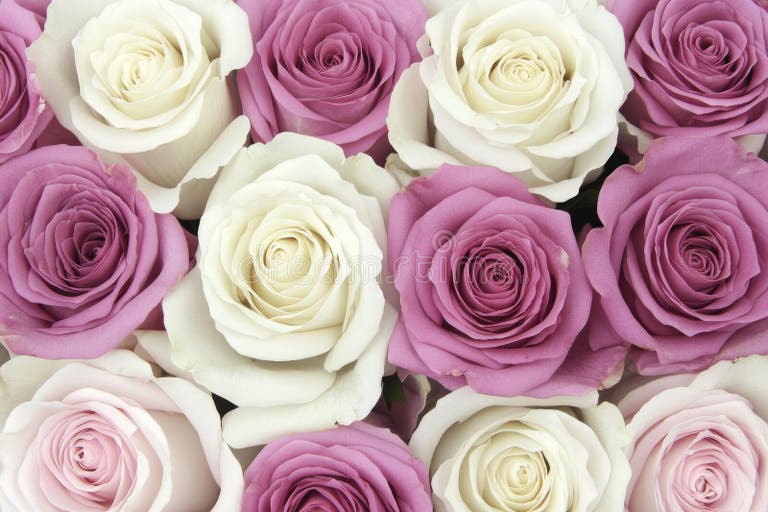 A Stunning Backdrop of White and Pink Roses. a Wall Adorned with ...