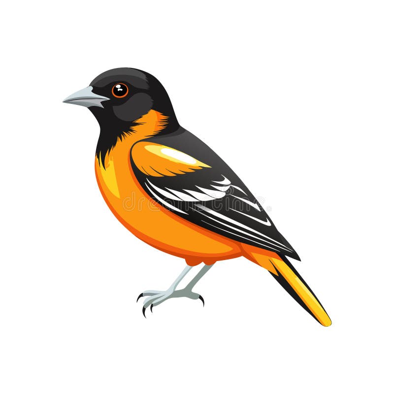 Stunning Baltimore Oriole Bird Representation Stock Image ...
