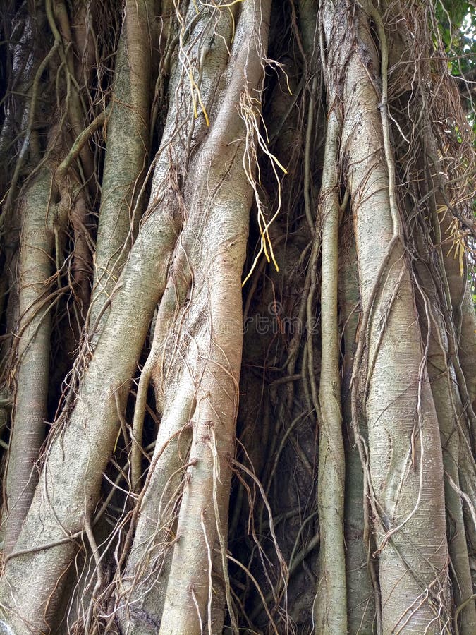 Amazing Banyan Root in Deep Tropical Forest. Stock Image - Image of ...