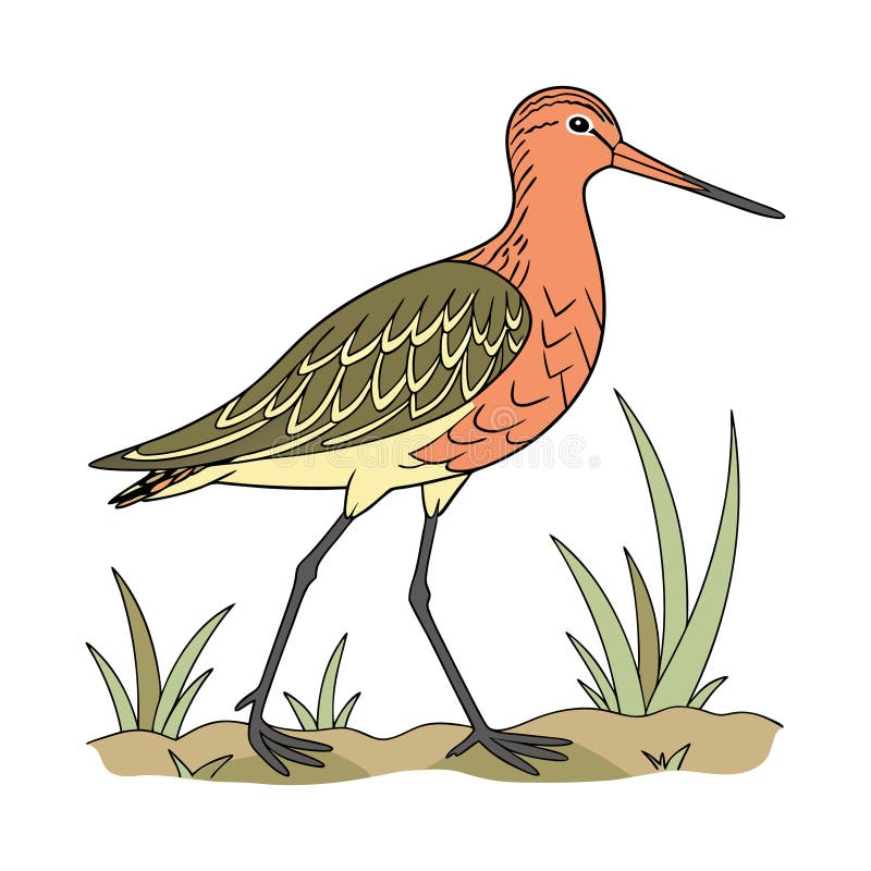 Stunning Bar-Tailed Godwit Design Stock Illustration - Illustration of ...