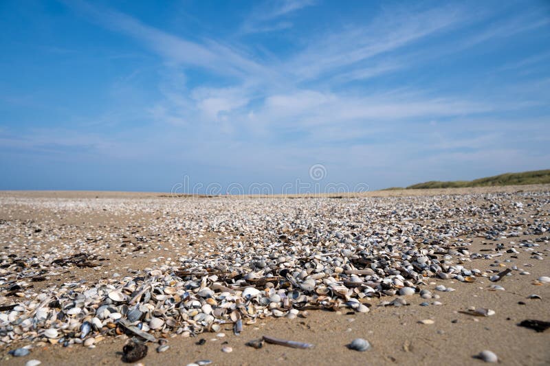 Stunning Beach Scene Featuring a Sandy Shoreline with a Vast Array of ...