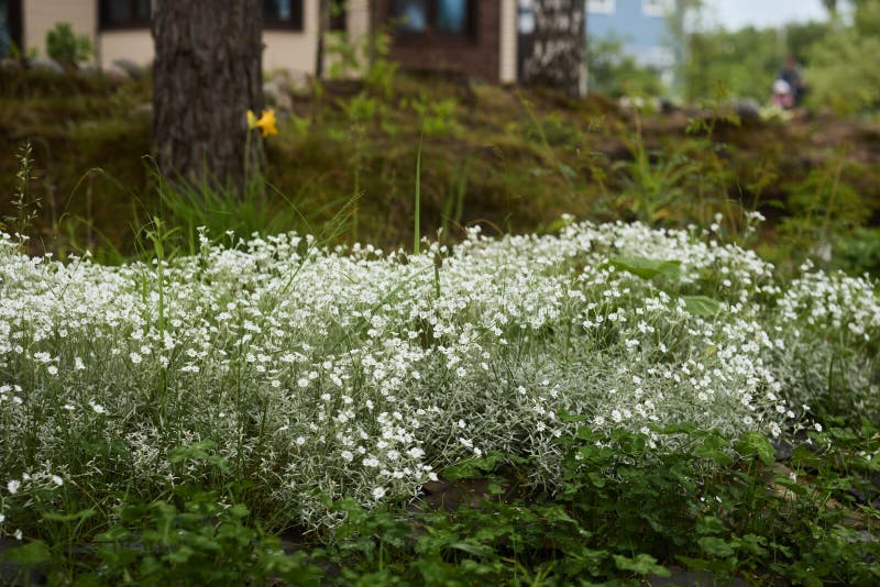A Stunning Array of Delicate White Flowers Planted in a Tranquil ...