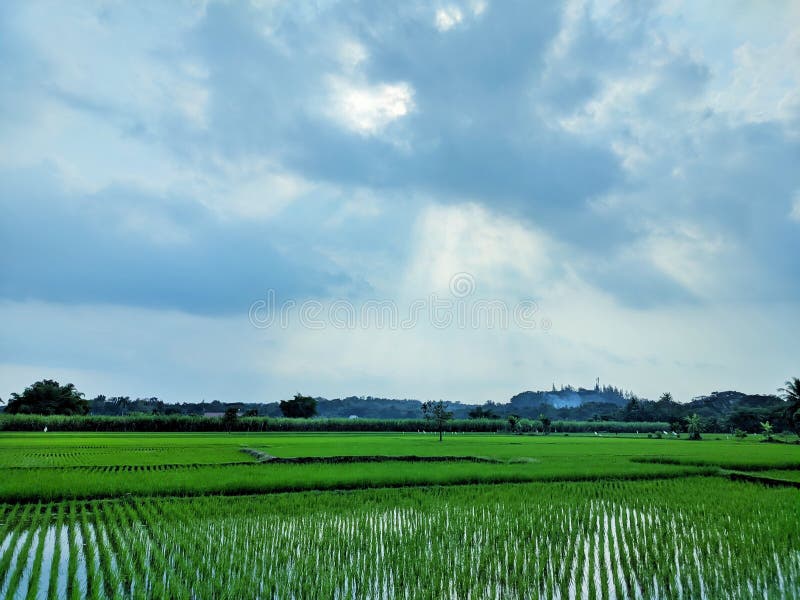 Stunning and Beautiful Rice Fields View during the Day Stock Photo ...