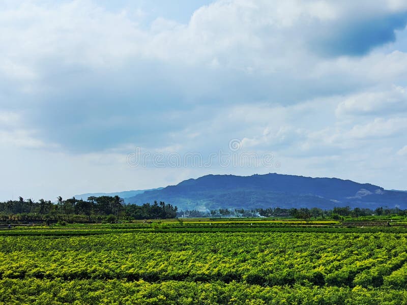 Stunning and Beautiful Rice Fields View during the Day Stock Image ...
