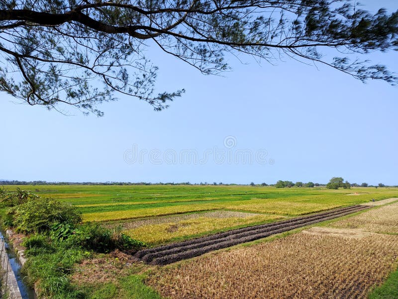 Stunning and Beautiful Rice Fields View during the Day Stock Image ...
