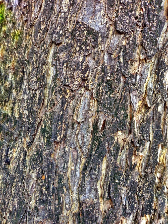 The Stunning Beauty of the Tree Bark Texture Stock Image - Image of tree, bark: 323659559