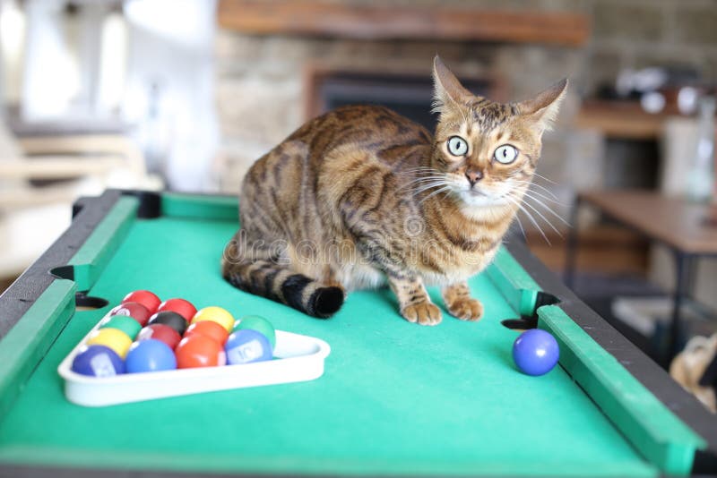 Stunning Bengal Cat with Pool Table Stock Image - Image of asia ...