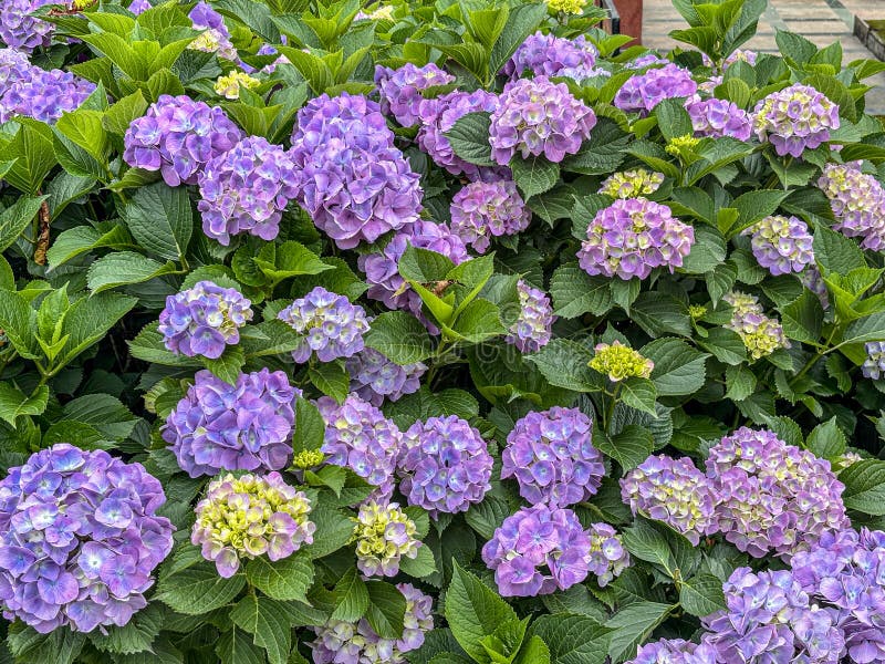 Stunning Bigleaf Hydrangea or Hydrangea Macrophylla Plant with Purple Blossom Stock Image ...