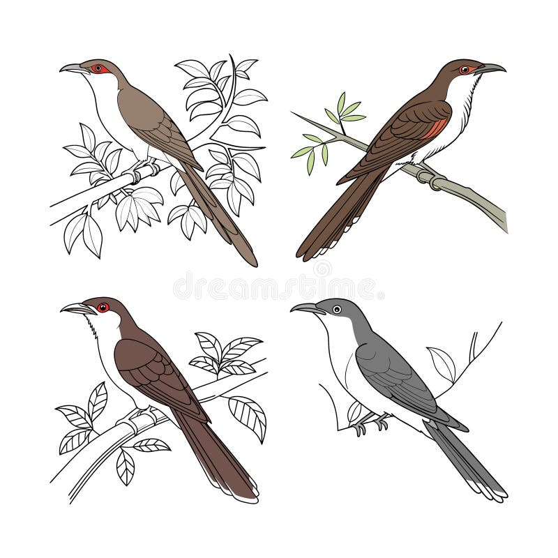 Stunning Black-Billed Cuckoo Bird Artwork Stock Vector - Illustration ...