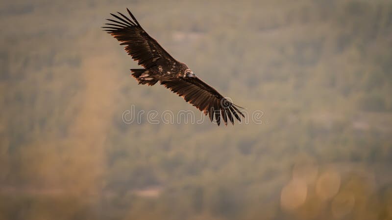 Black Bitre Stock Photos - Free & Royalty-Free Stock Photos from Dreamstime