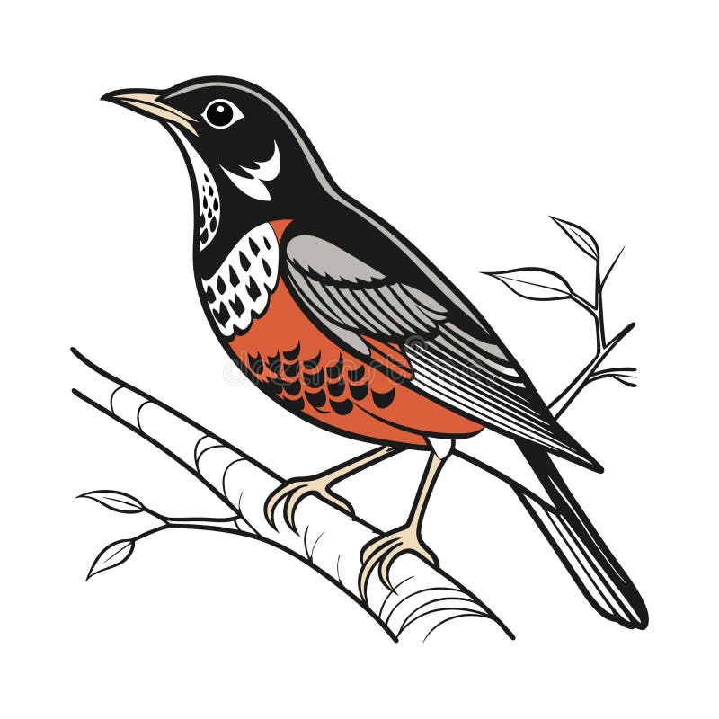 Stunning Black-Breasted Thrush Bird Representation Stock Illustration ...