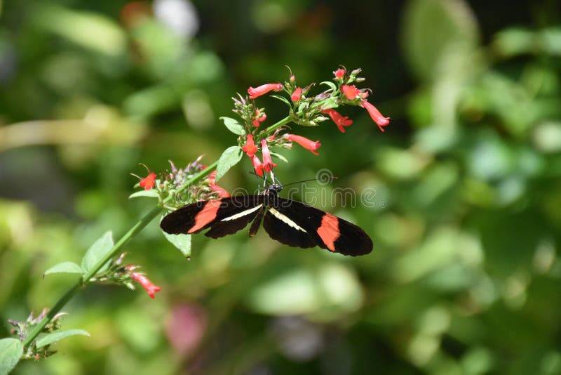 Stunning Black and Red Butterfly with Wings Spread Stock Photo - Image ...