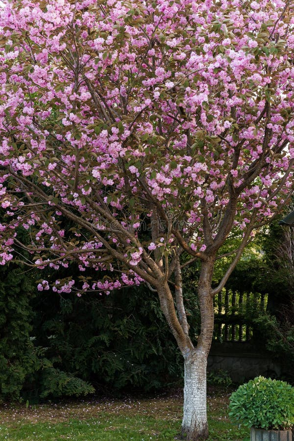 Stunning Blooming Cherry Blossom Tree in Full Spring Glory Stock Image - Image of landscape ...