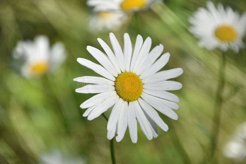 Stunning Blooming Wild Daisy Flowering in the Spring Stock Photo ...