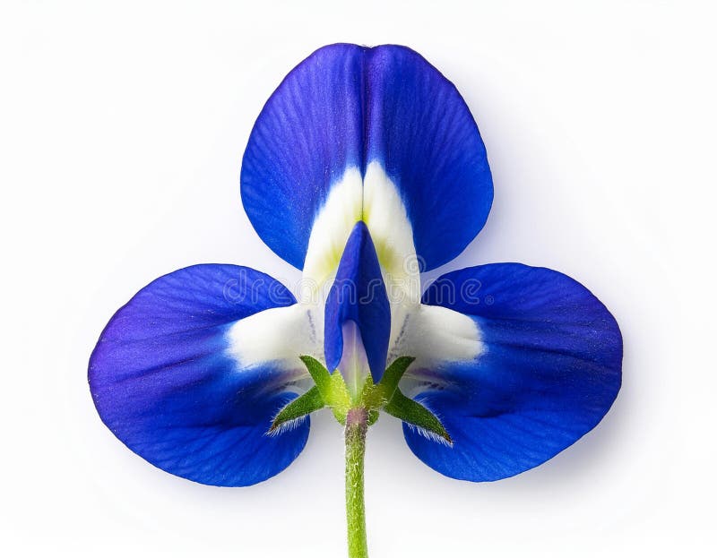 Stunning Bluebonnet Flower Isolated on White Stock Illustration ...