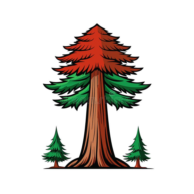 Stunning Bold Design of Redwood Tree Stock Illustration - Illustration ...