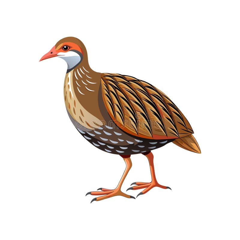 Stunning Buff-Banded Rail Bird Representation Stock Photo ...