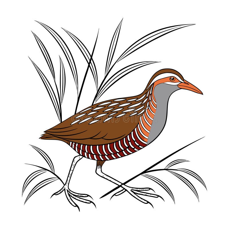 Stunning Buff-Banded Rail Bird Representation Stock Image ...
