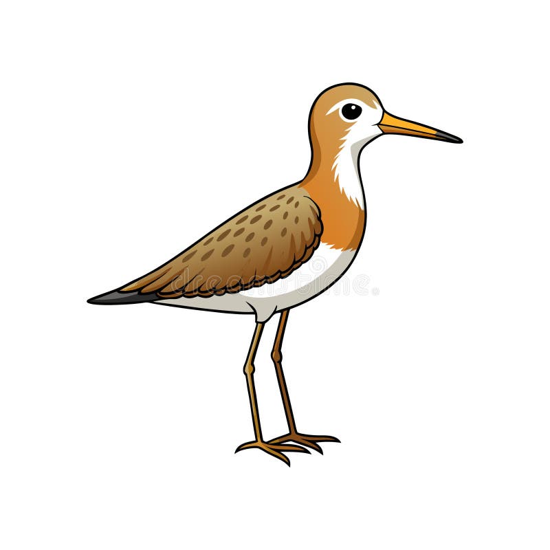 Stunning Buff-Breasted Sandpiper Bird Artwork Stock Image ...