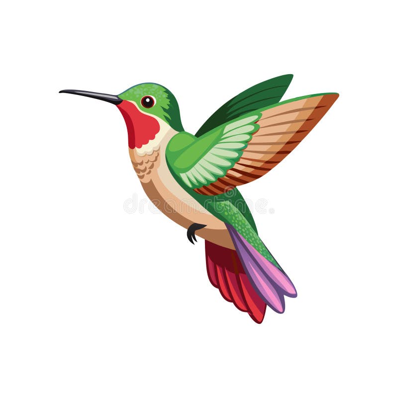 Stunning Calliope Hummingbird Nature Illustration Stock Illustration ...