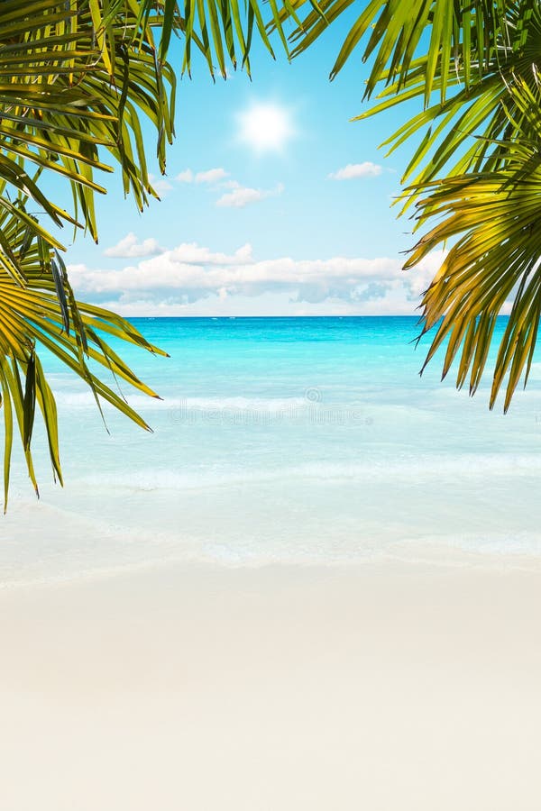 Stunning Caribbean Beach with Transparent Water Stock Photo - Image of ...