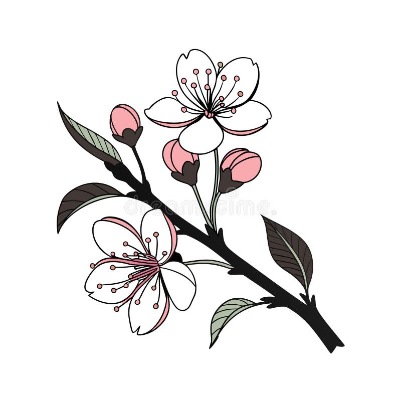 Stunning Cherry Blossom Design Stock Photo - Illustration of color ...
