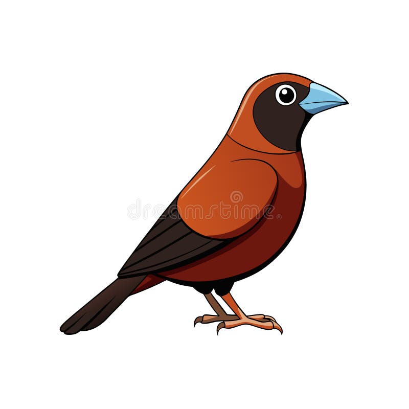 Stunning Chestnut Munia Bird Artwork Stock Illustration - Illustration ...